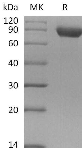 Recombinant Human Siglec 8 Protein C Fc Tagged High Quality Beta Lifescience