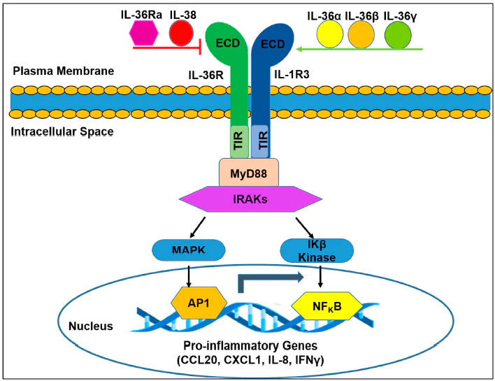 Understanding IL-36 Cytokines: Their Role & Potential in Treating ...
