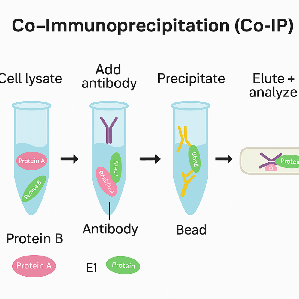 Co-Immunoprecipitation (Co-IP): Principle, Workflow & Tips