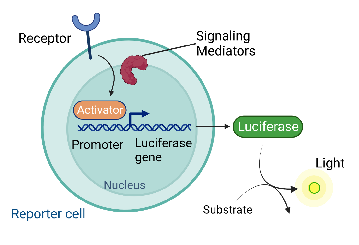 Cell Based Assays: Full Guide to Methods, Development & Real‑World Exa