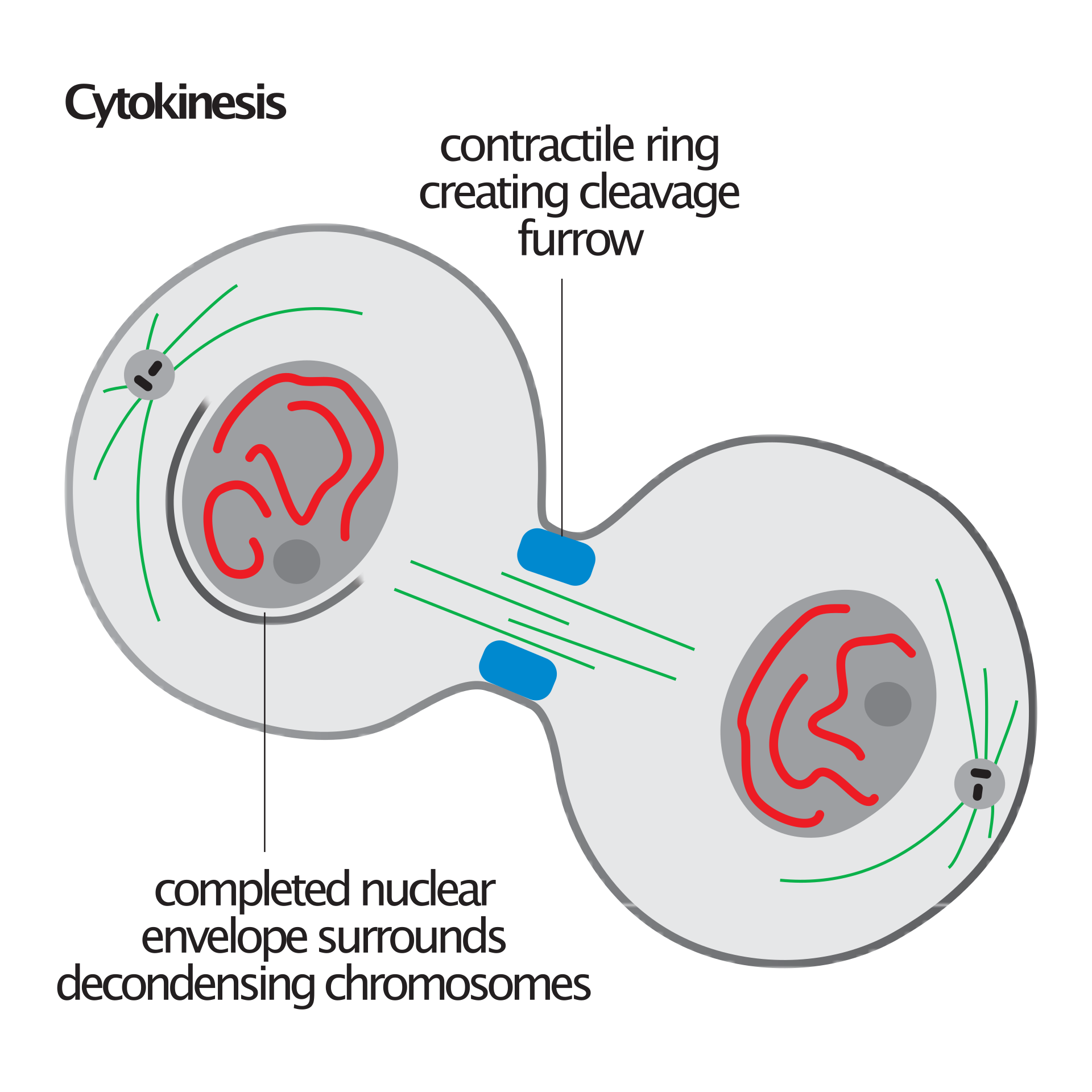 Understanding Cytokines in Biomedical Research | Beta LifeScience