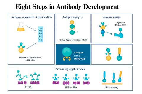 Eight Steps in Antibody Development Guide