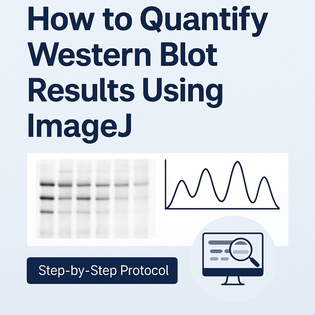 How to Quantify Western Blot Results Using ImageJ – Step-by-Step Guide ...