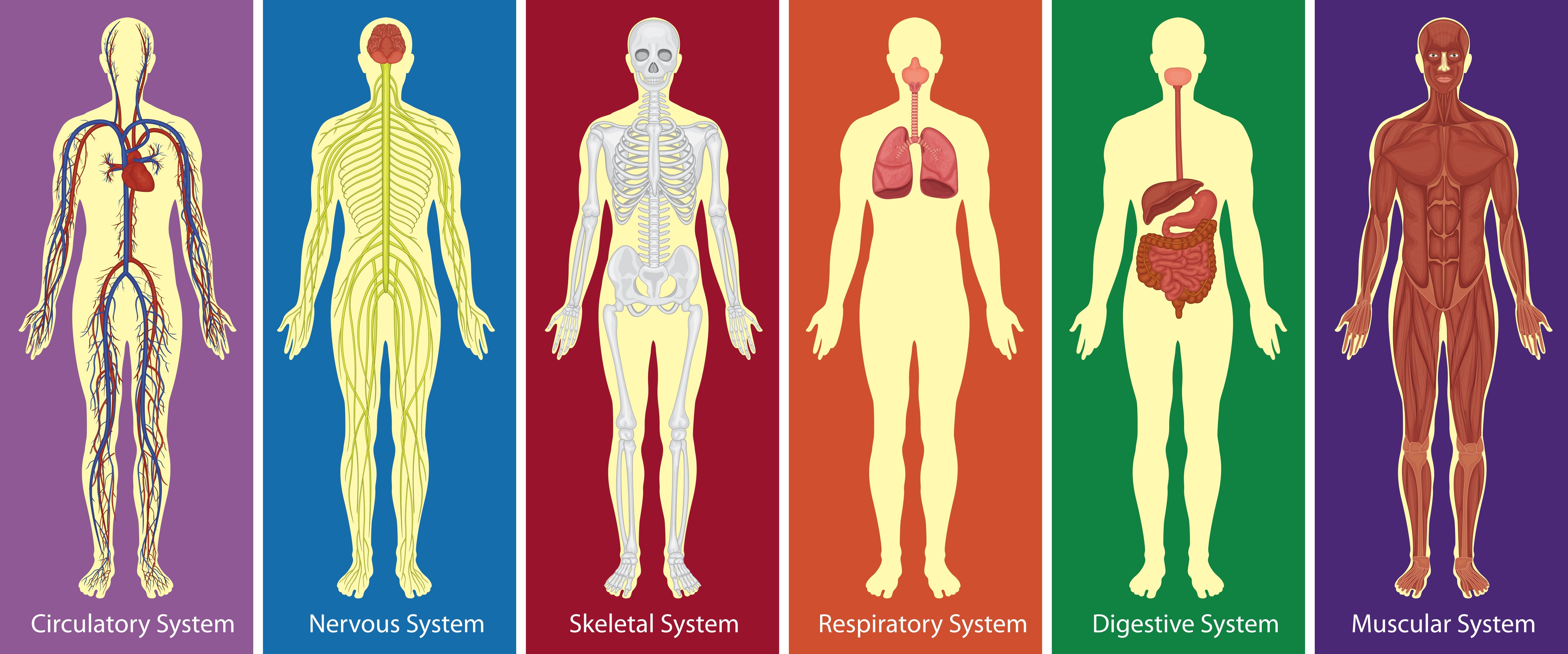 Human Body: Structure, Functions, Systems & Fascinating Facts