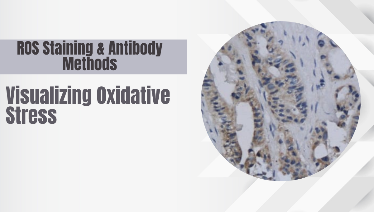 ROS Staining & Antibody Methods: Visualizing Oxidative Stress