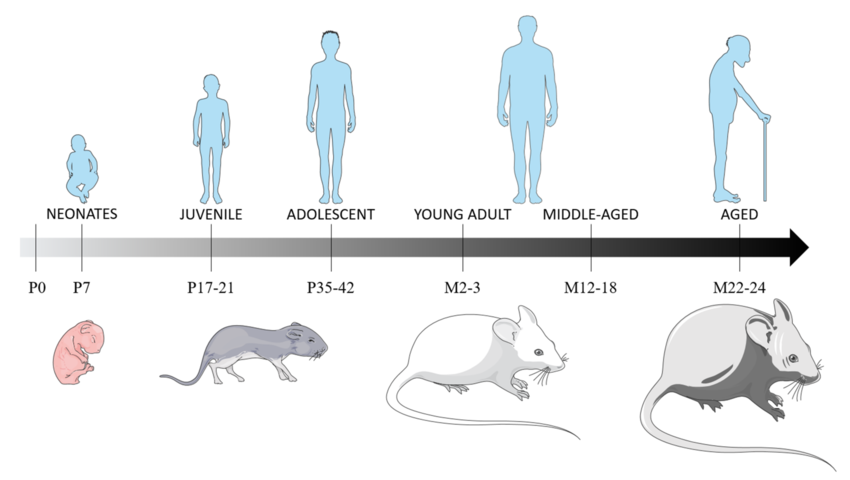 Rats and Humans: Similarities, Differences & Research Value