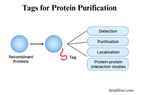 Protein Purification Tags Explained Simply