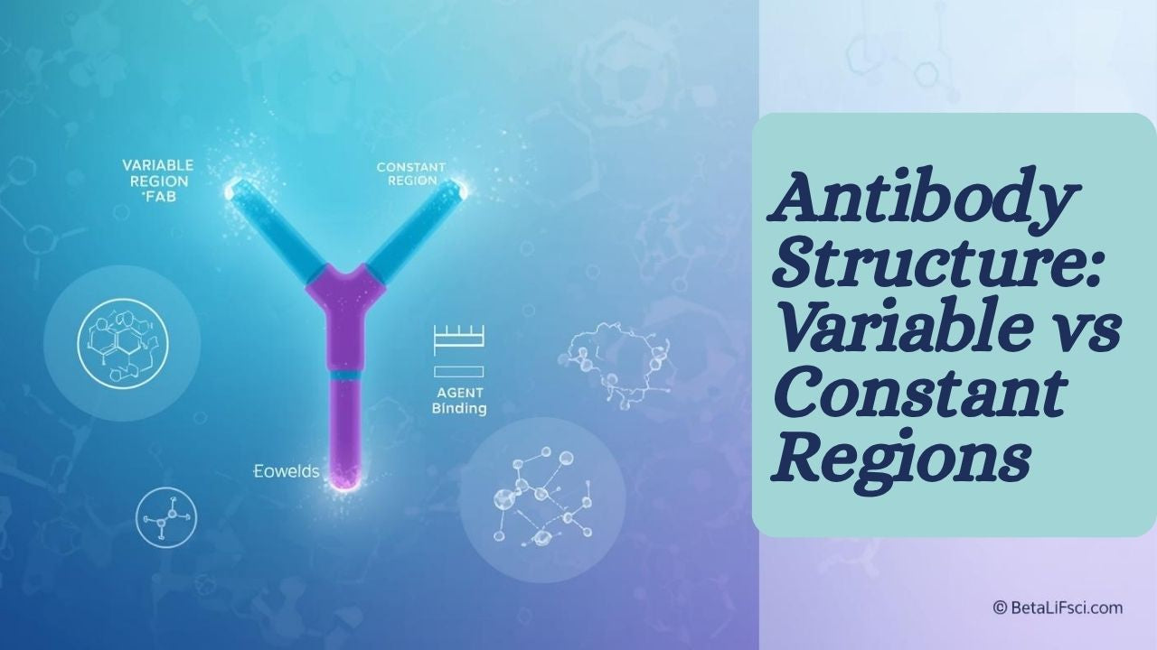 Antibody Basics: Guide for Researchers
