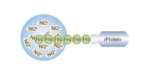 Introduction to Various Tags in Protein Purification