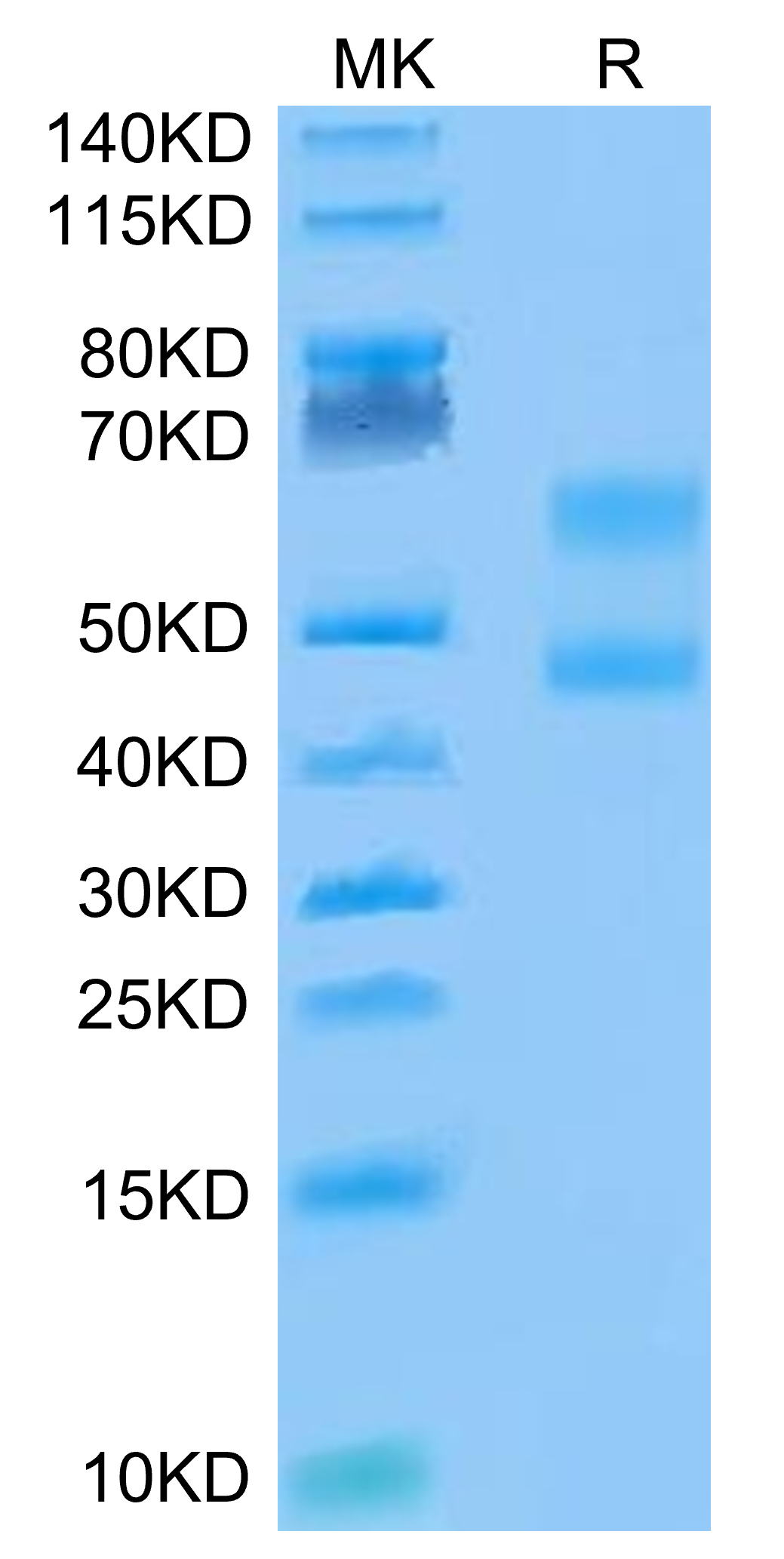 Biotinylated Cynomolgus CD3E&CD3D/CD3 epsilon&CD3 delta Protein ...