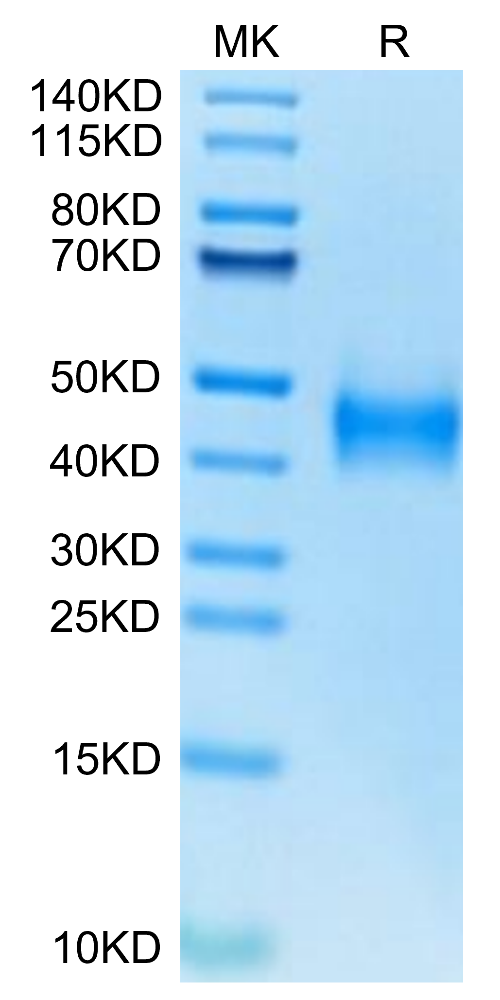 Recombinant Human Coagulation Factor III/Tissue Factor Protein, Active ...