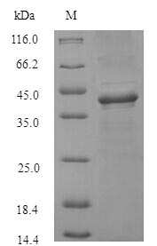 Recombinant Staphylococcus Aureus Clumping Factor A (CLFA) Protein (His ...